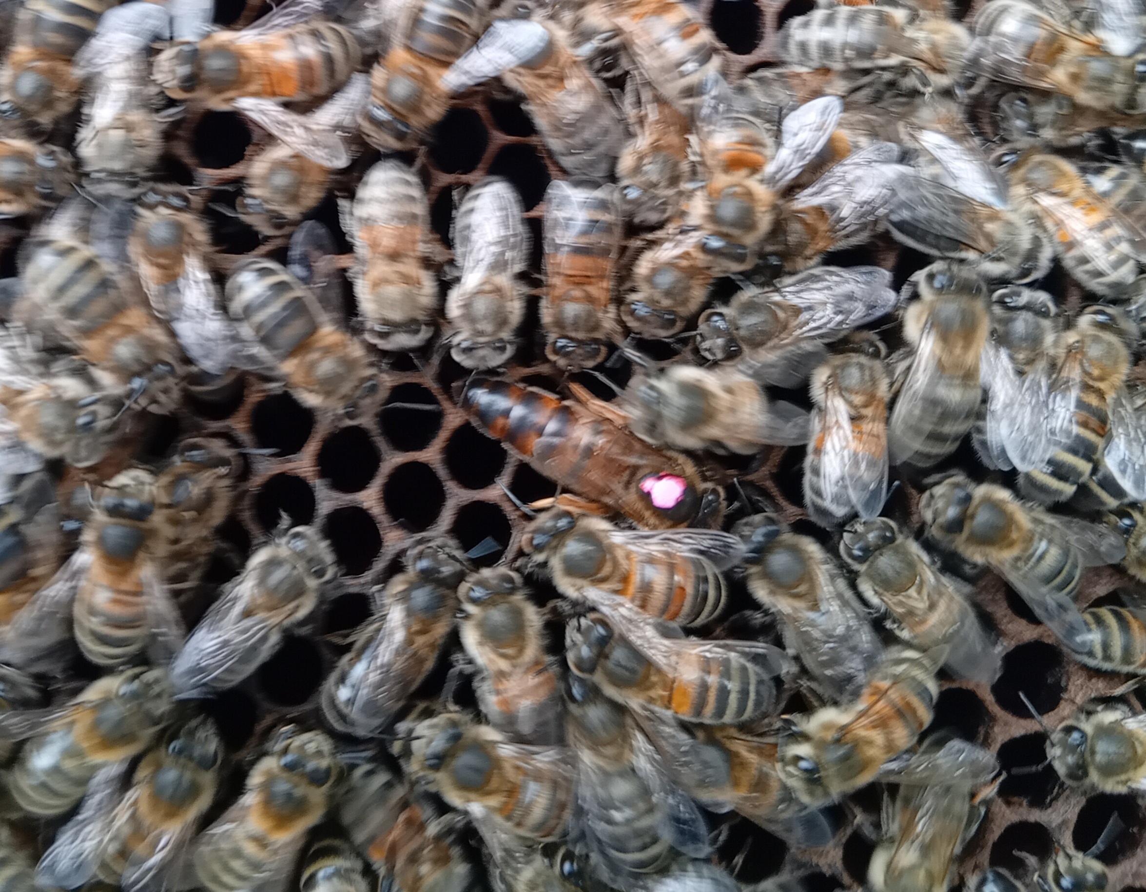 Enjoyable Taster Session | Pembrokeshire Beekeepers' Association